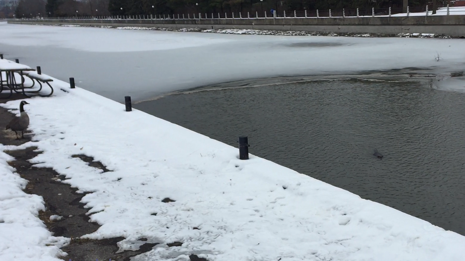 Stranded injured goose with beaver companion (Rescued ...